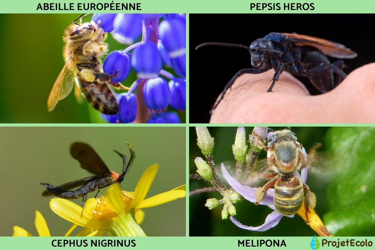 INSECTES VOLANTS : TYPES et NOMS - Avec PHOTOS