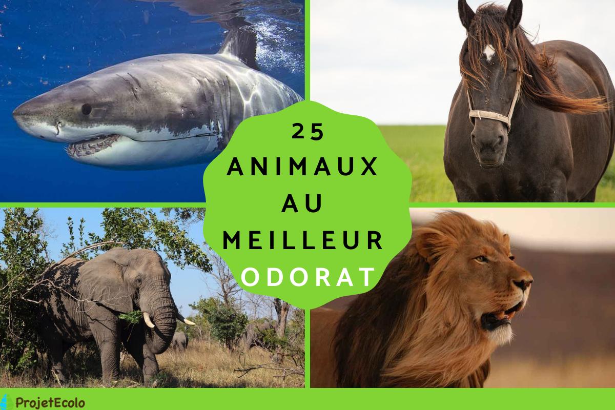 25 animaux au meilleur odorat - NOMS et PHOTOS