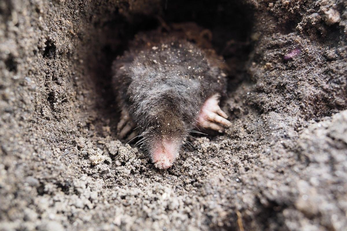 25 animaux au meilleur odorat - NOMS et PHOTOS