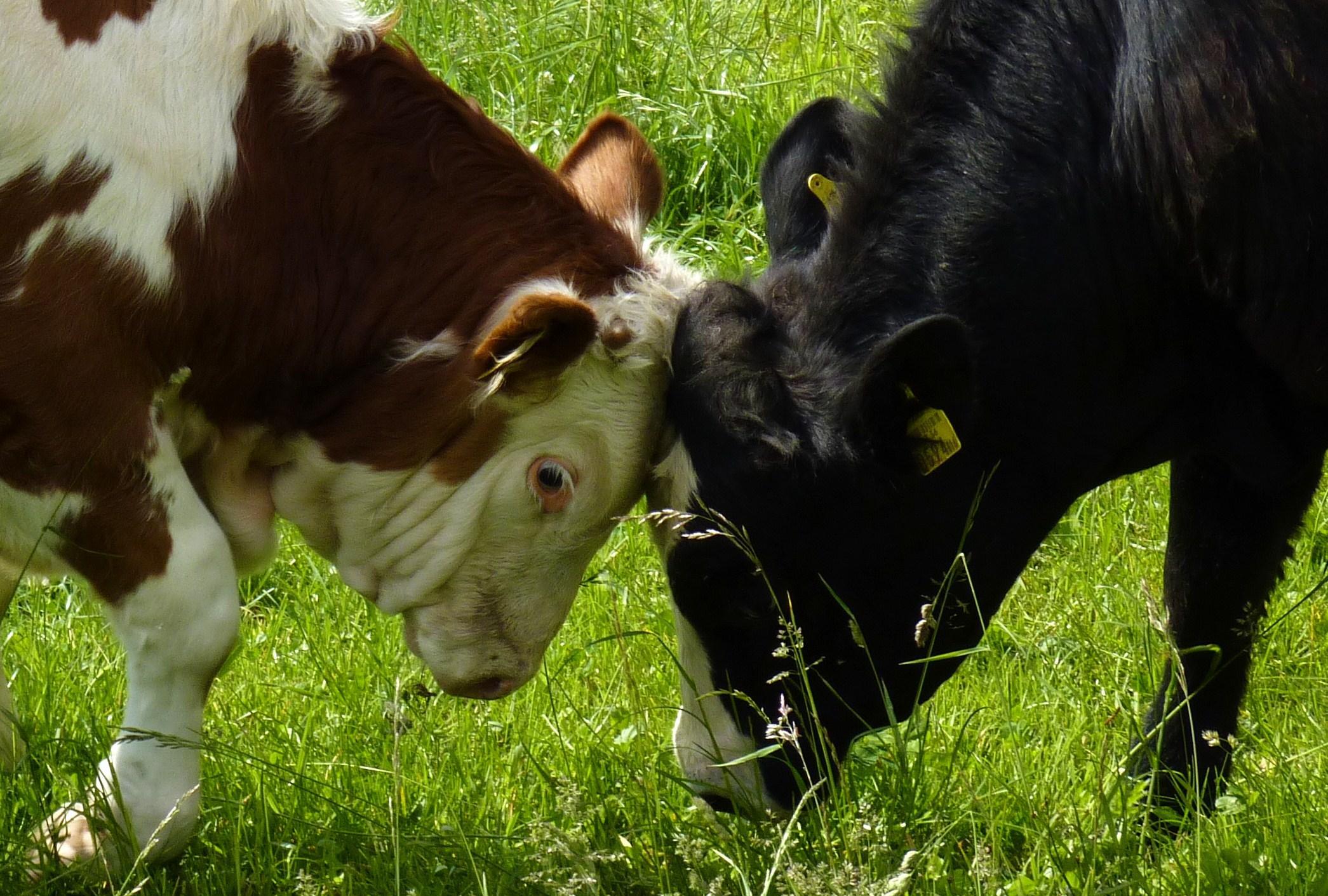 25 animaux au meilleur odorat - NOMS et PHOTOS