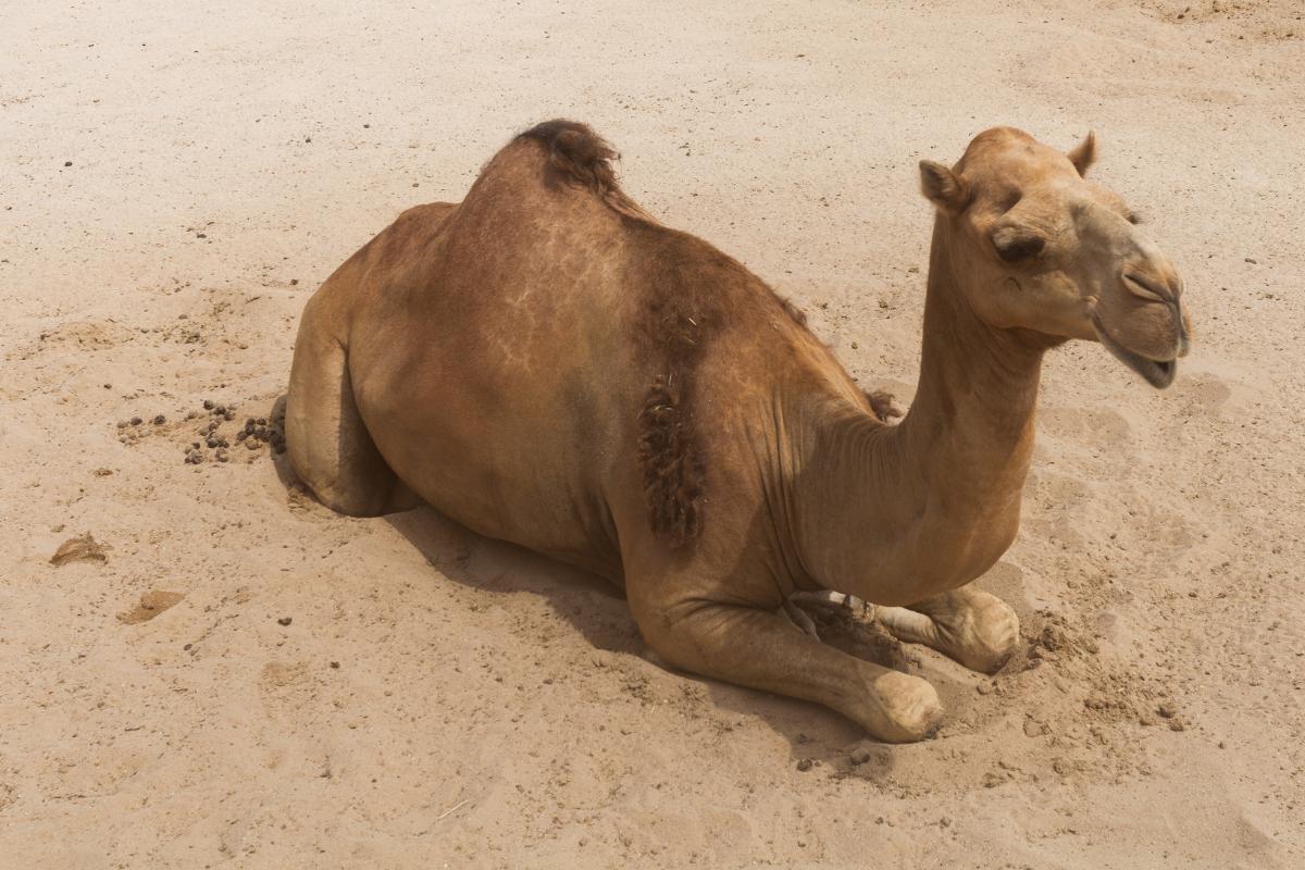 Camélidos: qué son y ejemplos - Resumen y FOTOS