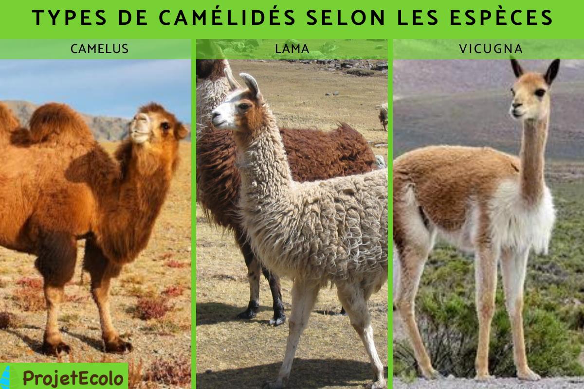 Camélidos: qué son y ejemplos - Resumen y FOTOS