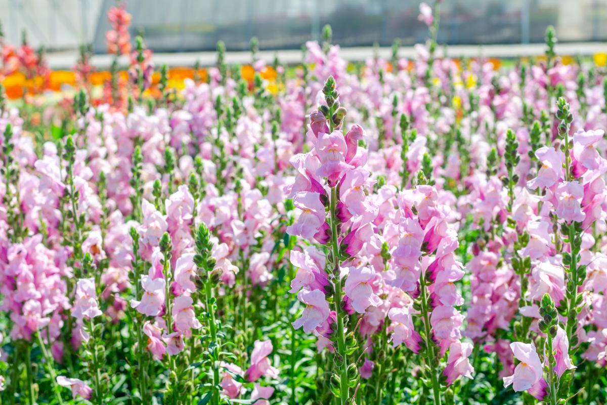 MUFLIER ou GUEULE-DE-LOUP (Antirrhinum majus) : Fleurs et entretien