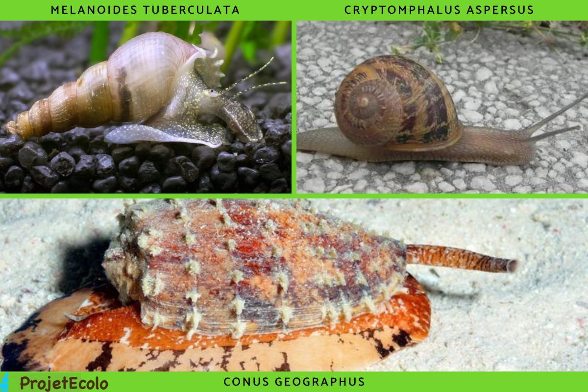 GASTÉROPODES : DÉFINITION, TYPES et CARACTÉRISTIQUES