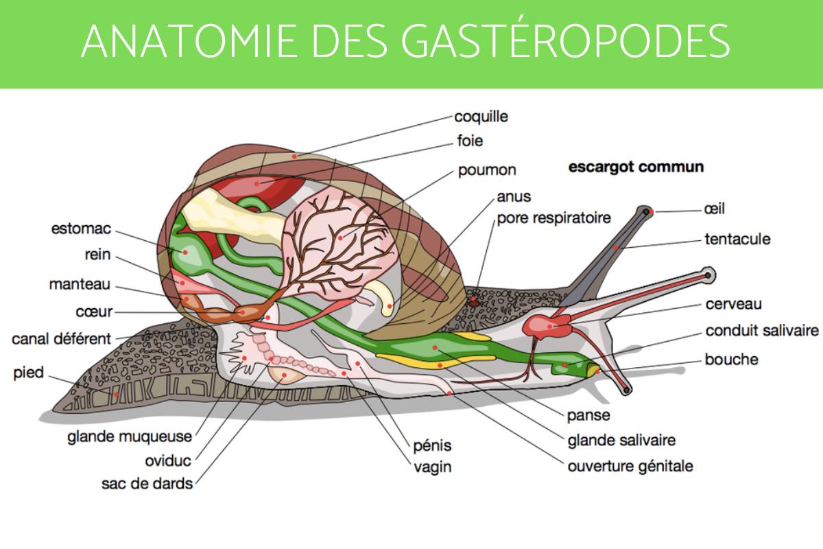 GASTÉROPODES : DÉFINITION, TYPES et CARACTÉRISTIQUES
