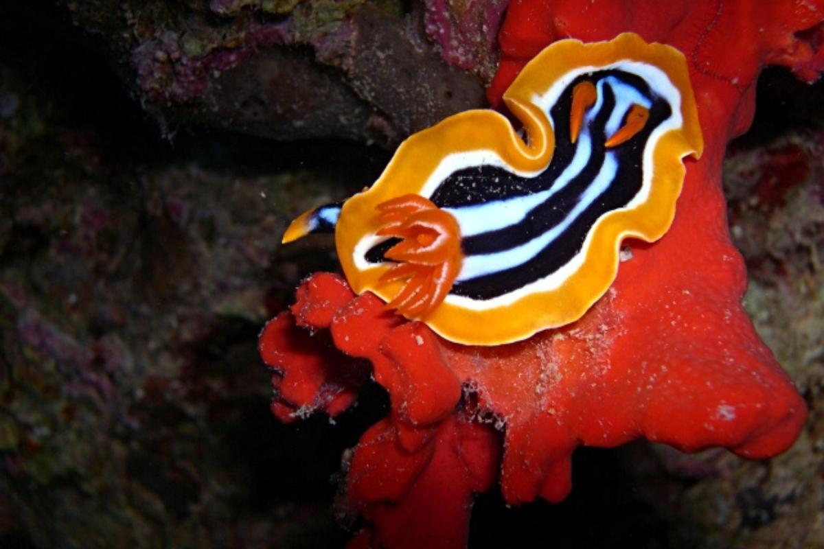 GASTÉROPODES : DÉFINITION, TYPES et CARACTÉRISTIQUES