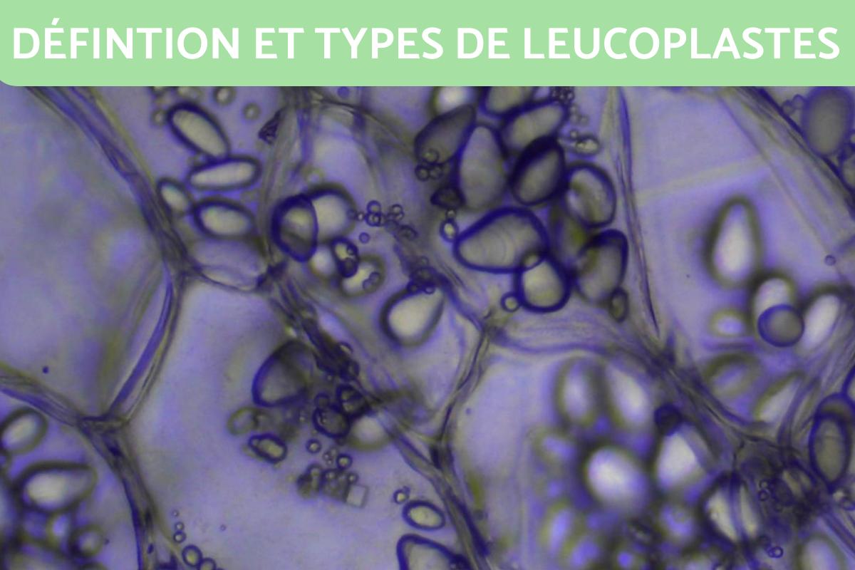 Leucoplastes : Définition, rôle et types