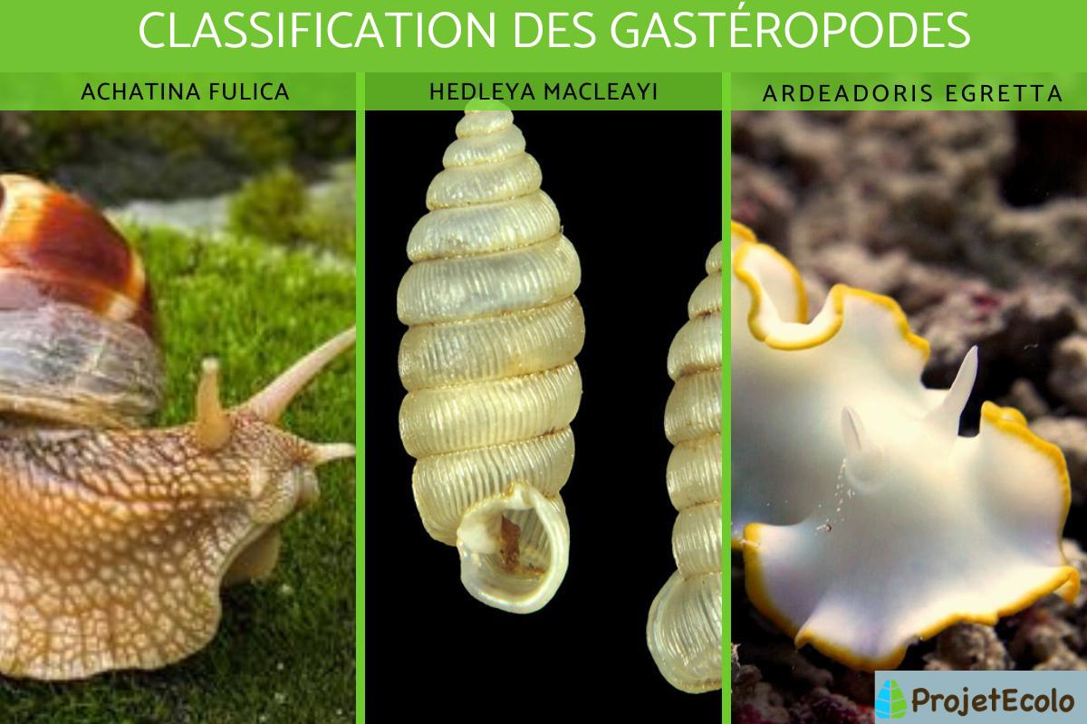 GASTÉROPODES : DÉFINITION, TYPES et CARACTÉRISTIQUES