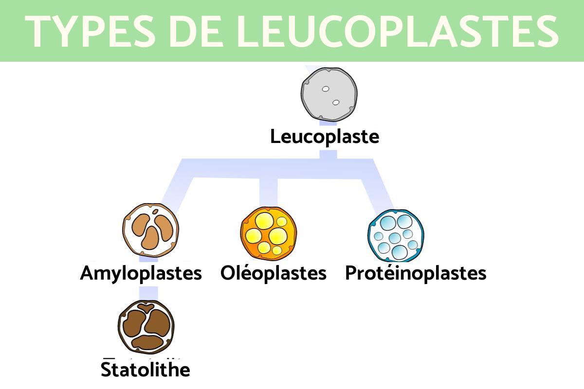 Leucoplastes : Définition, rôle et types