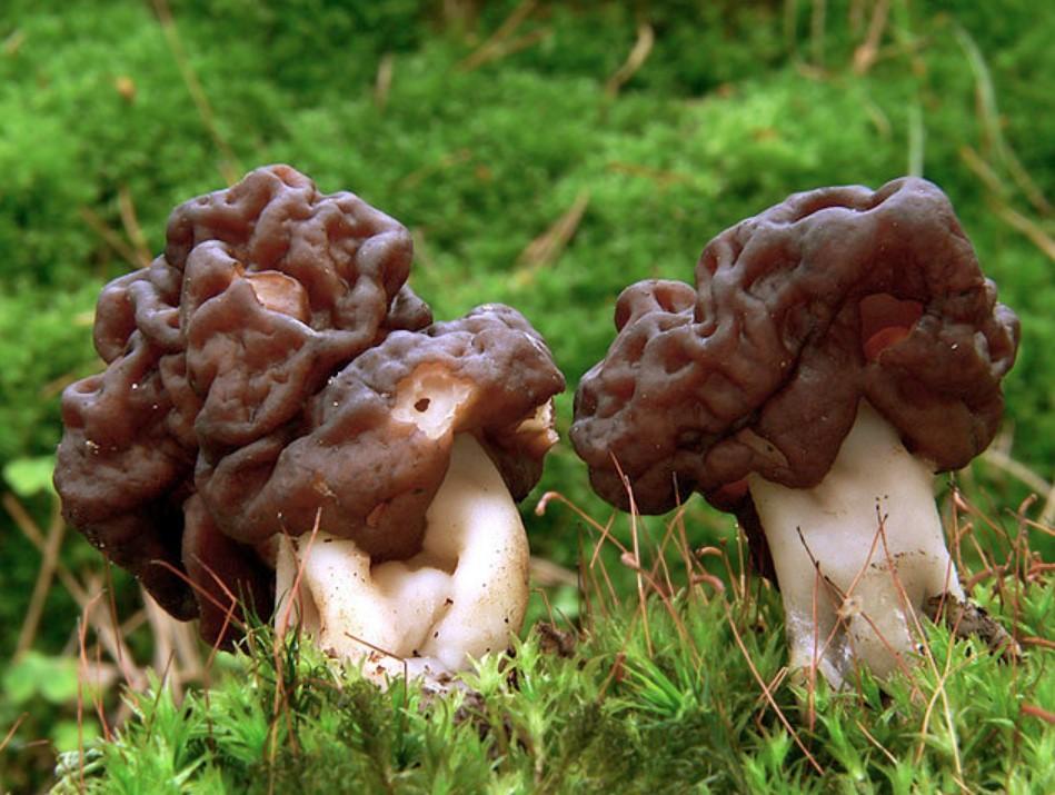 Les 10 CHAMPIGNONS les plus BIZARRES du MONDE