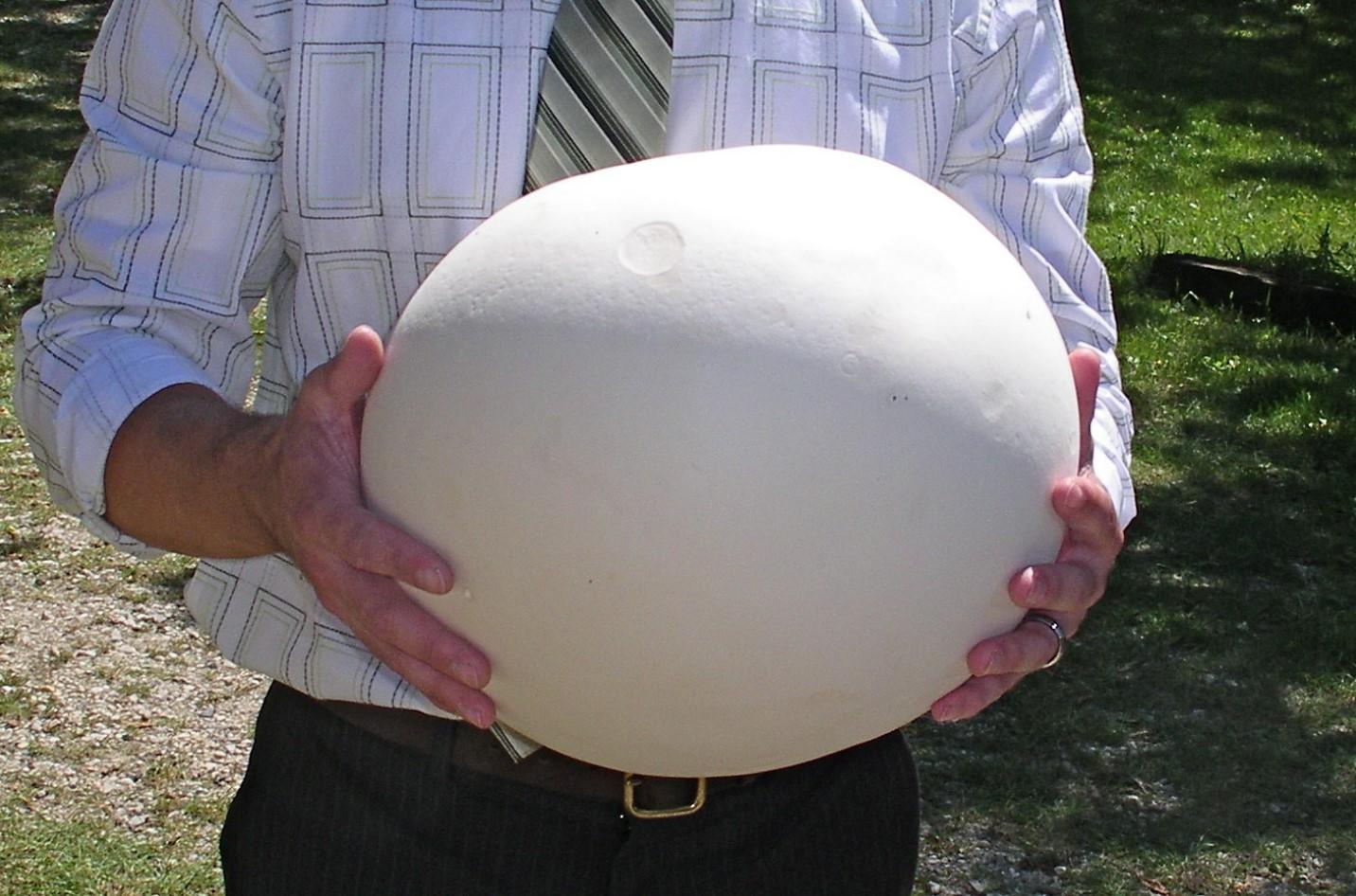 Les 10 CHAMPIGNONS les plus BIZARRES du MONDE