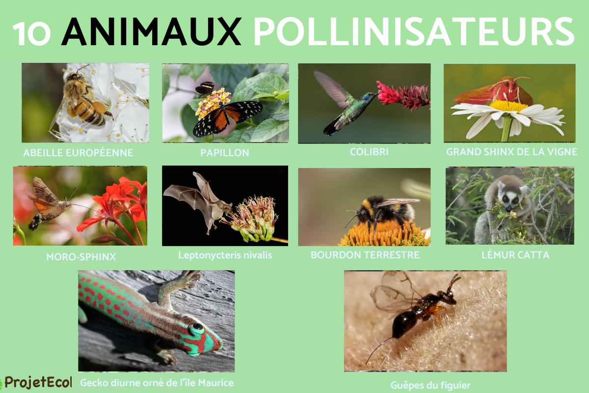 Pollinisateurs - Exemples et caractéristiques