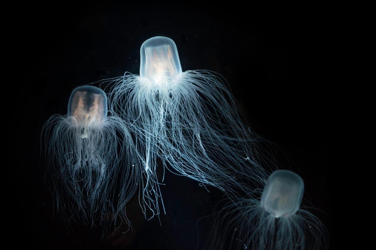 9 méduses les plus dangereuses du monde - NOMS ET PHOTOS des MÉDUSES ...