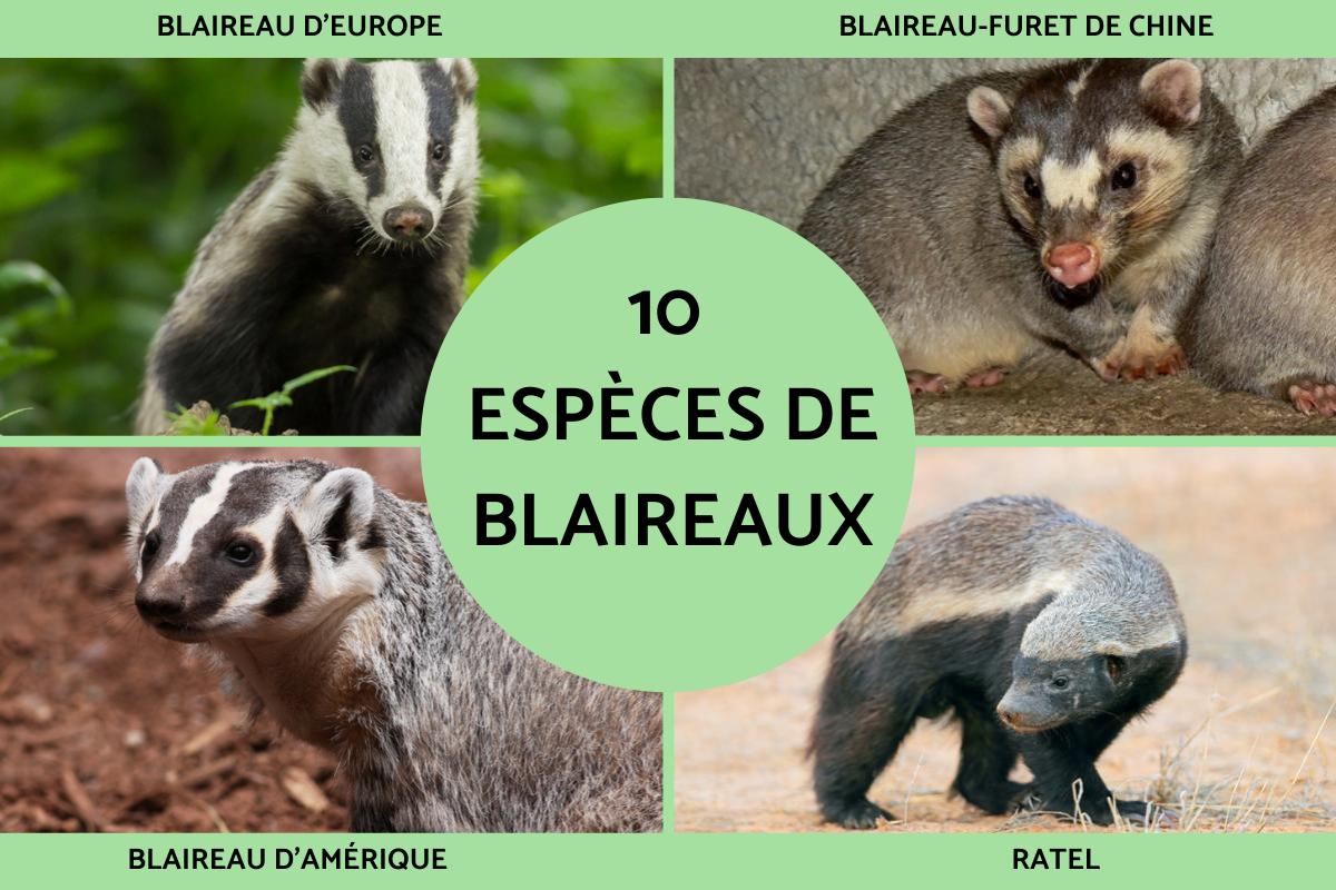 Blaireaux Blaireau De Barbier Vie Long NEW | Kaufen Auf Ricardo