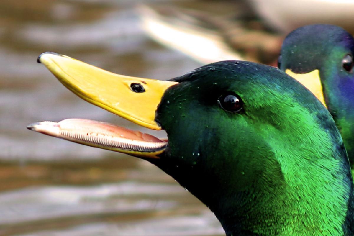 Est-ce que les canards ont des dents