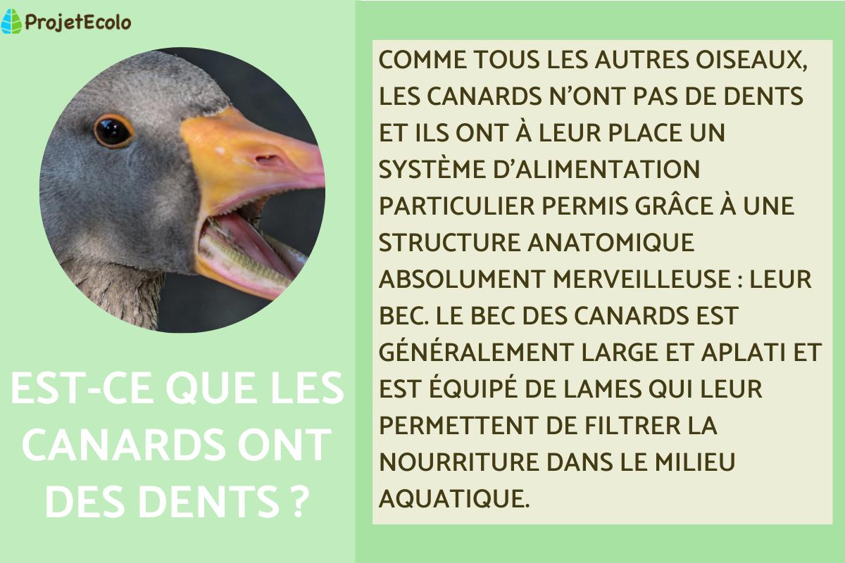 Est-ce que les canards ont des dents