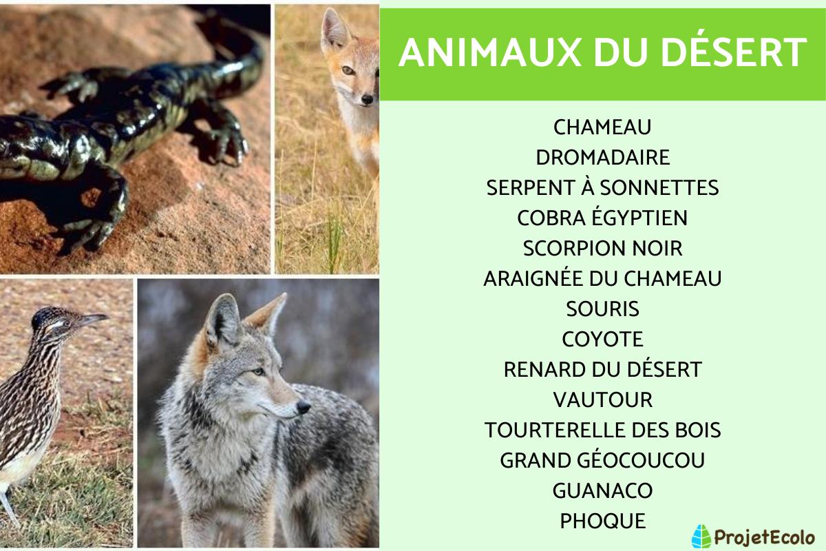 ANIMAUX du DÉSERT - Noms et caractéristiques