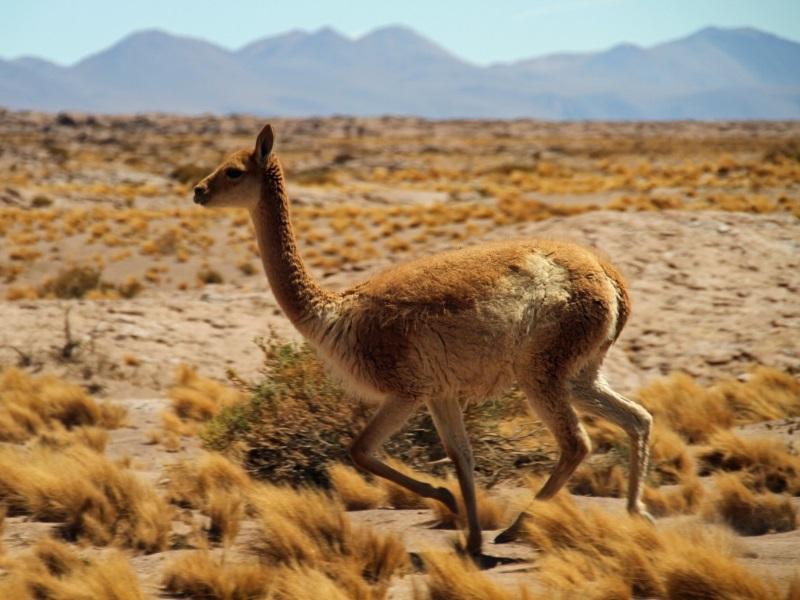 ANIMAUX du DÉSERT - Noms et caractéristiques