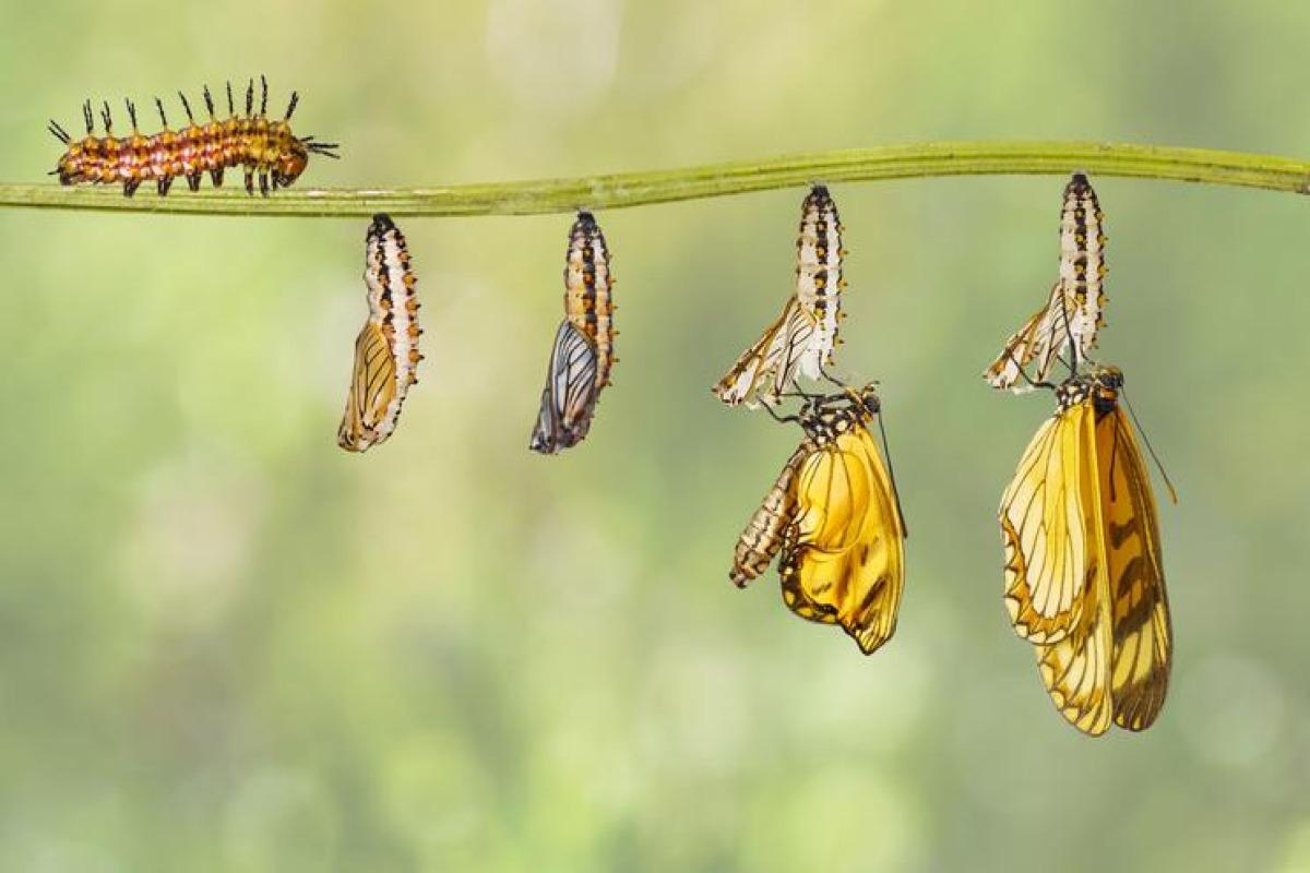 le cycle de vie du papillon : étapes et images