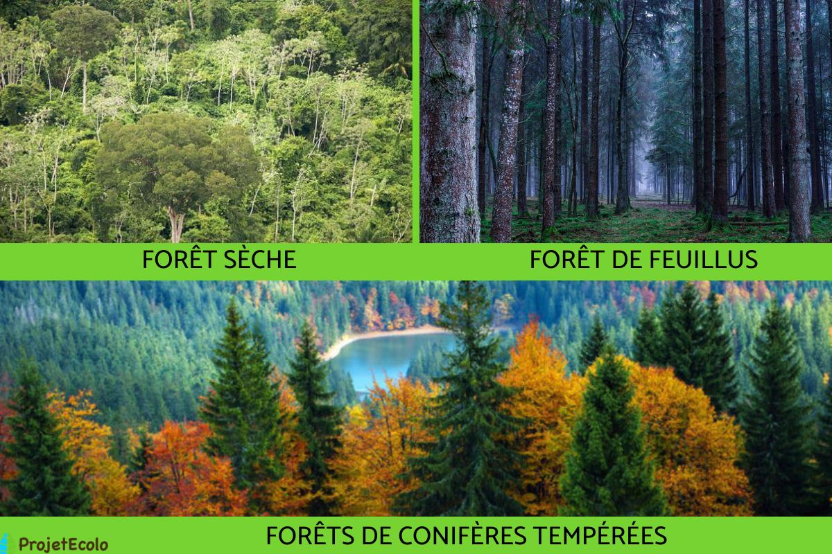 Types D'ÉCOSYSTÈMES TERRESTRES et exemples