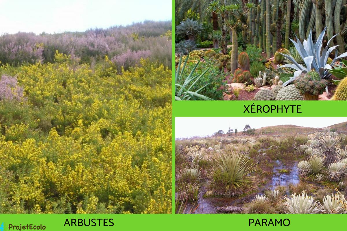 Types D'ÉCOSYSTÈMES TERRESTRES et exemples