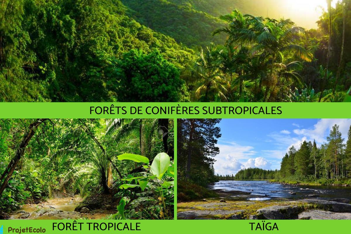 Types D'ÉCOSYSTÈMES TERRESTRES et exemples