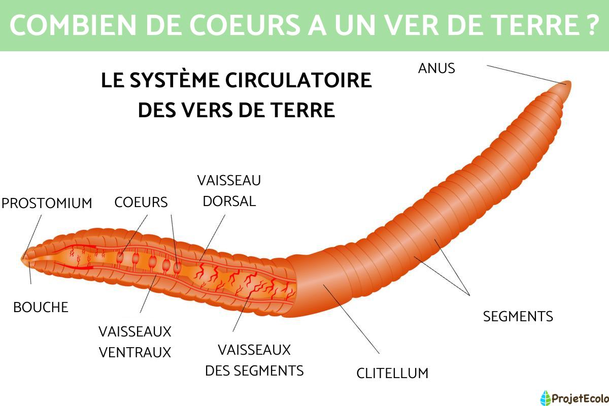 Combien de coeur a un ver de terre
