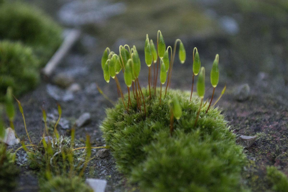 Exemples De Bryophytes The Bryophyte Community As Bioindicator Of