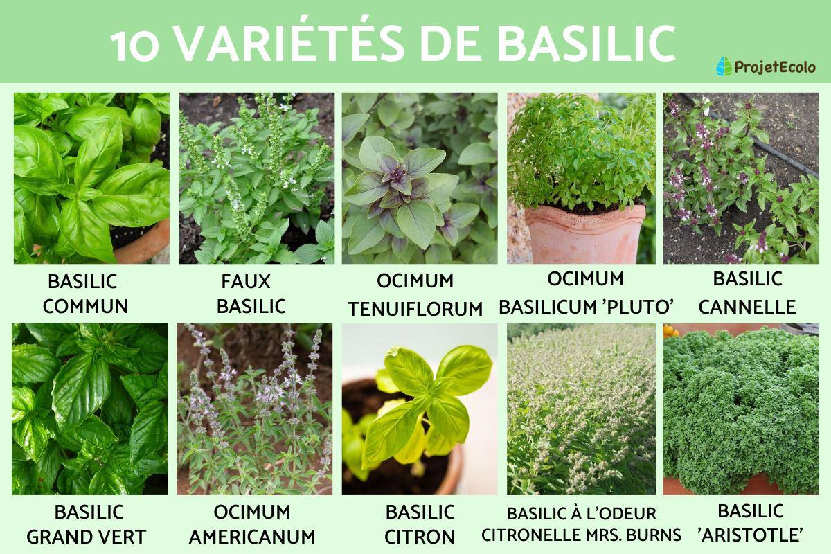 10 variétés de basilic - Noms et photos