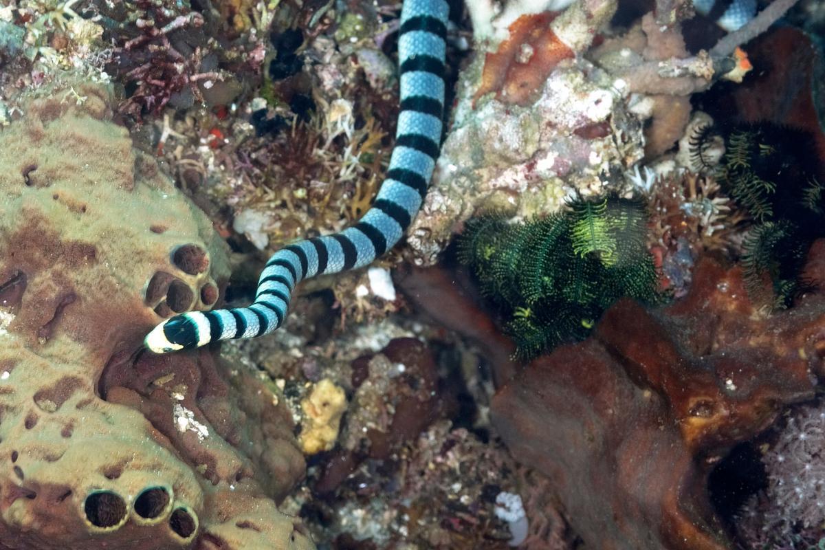 Les serpents marins - Caractéristiques et exemples