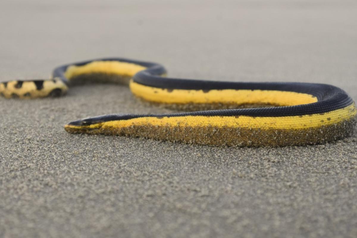 Les serpents marins - Caractéristiques et exemples