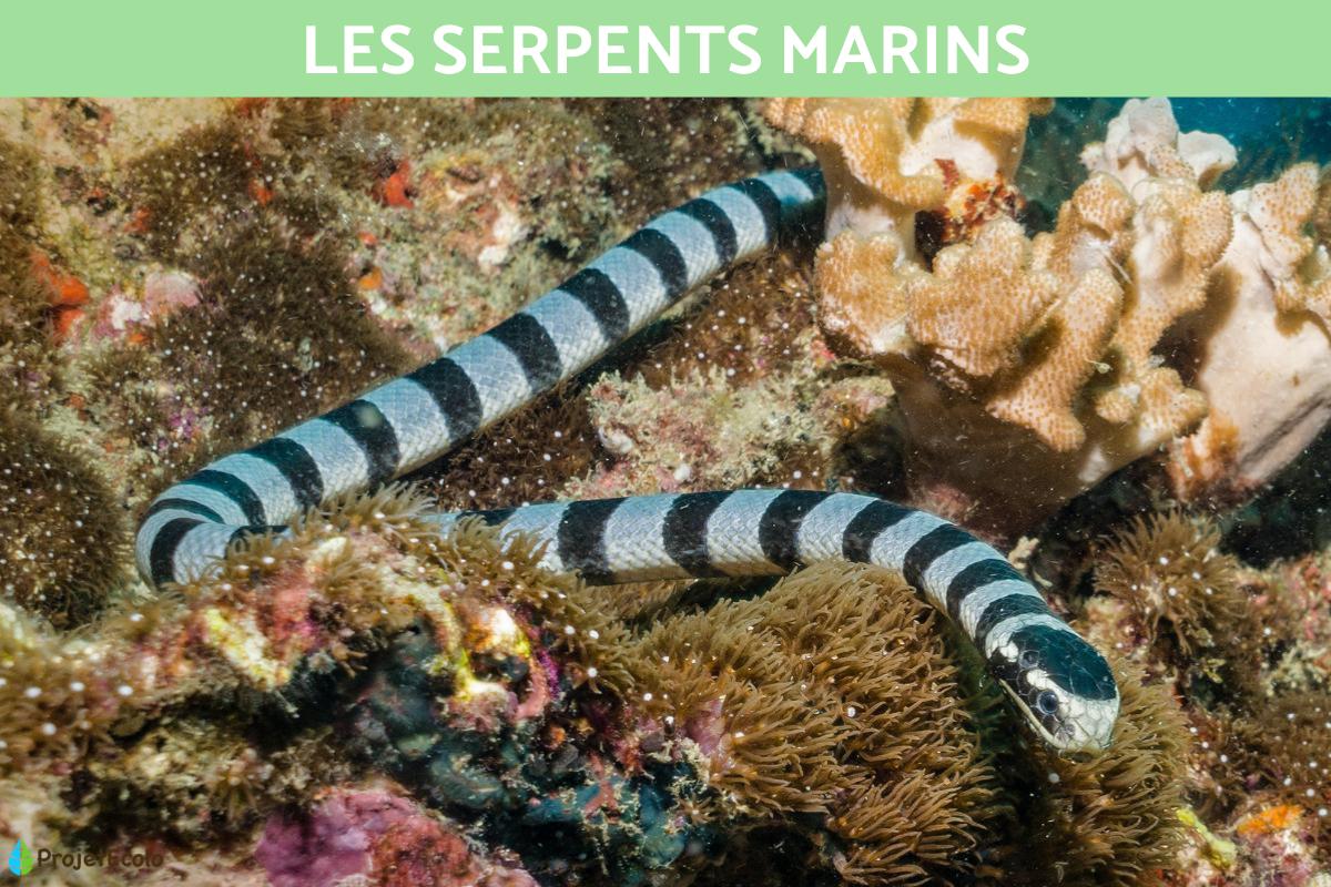 Les serpents marins - Caractéristiques et exemples