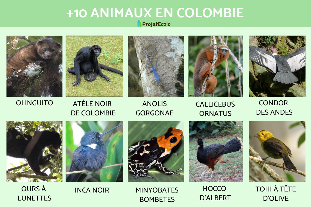 23 ESPÈCES ENDÉMIQUES de COLOMBIE - Noms et photos
