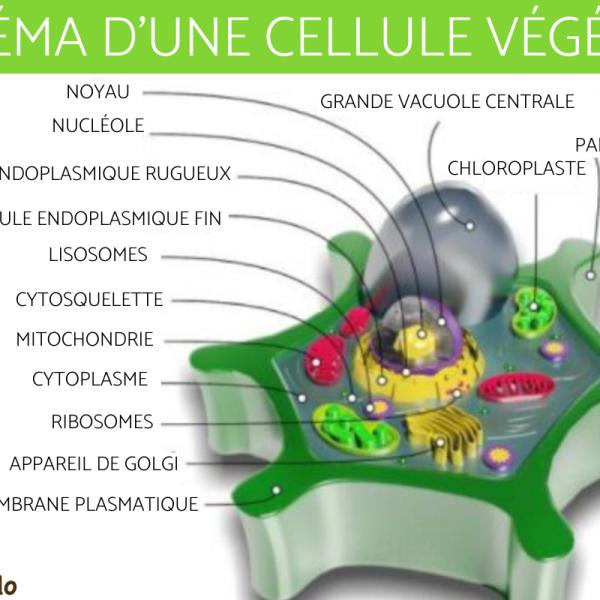Diagramme De Cellule Végétale étiqueté 7e Année