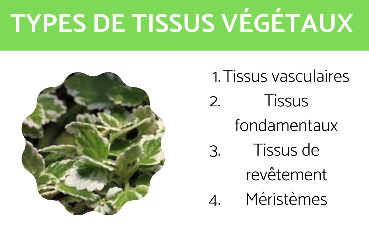Cellule végétale - Définition, schéma, taille et caractéristiques