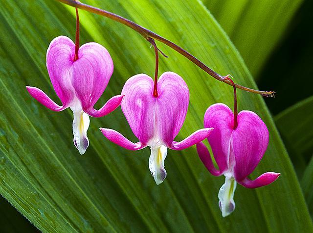 Les 30 plus BELLES FLEURS du MONDE avec PHOTOS