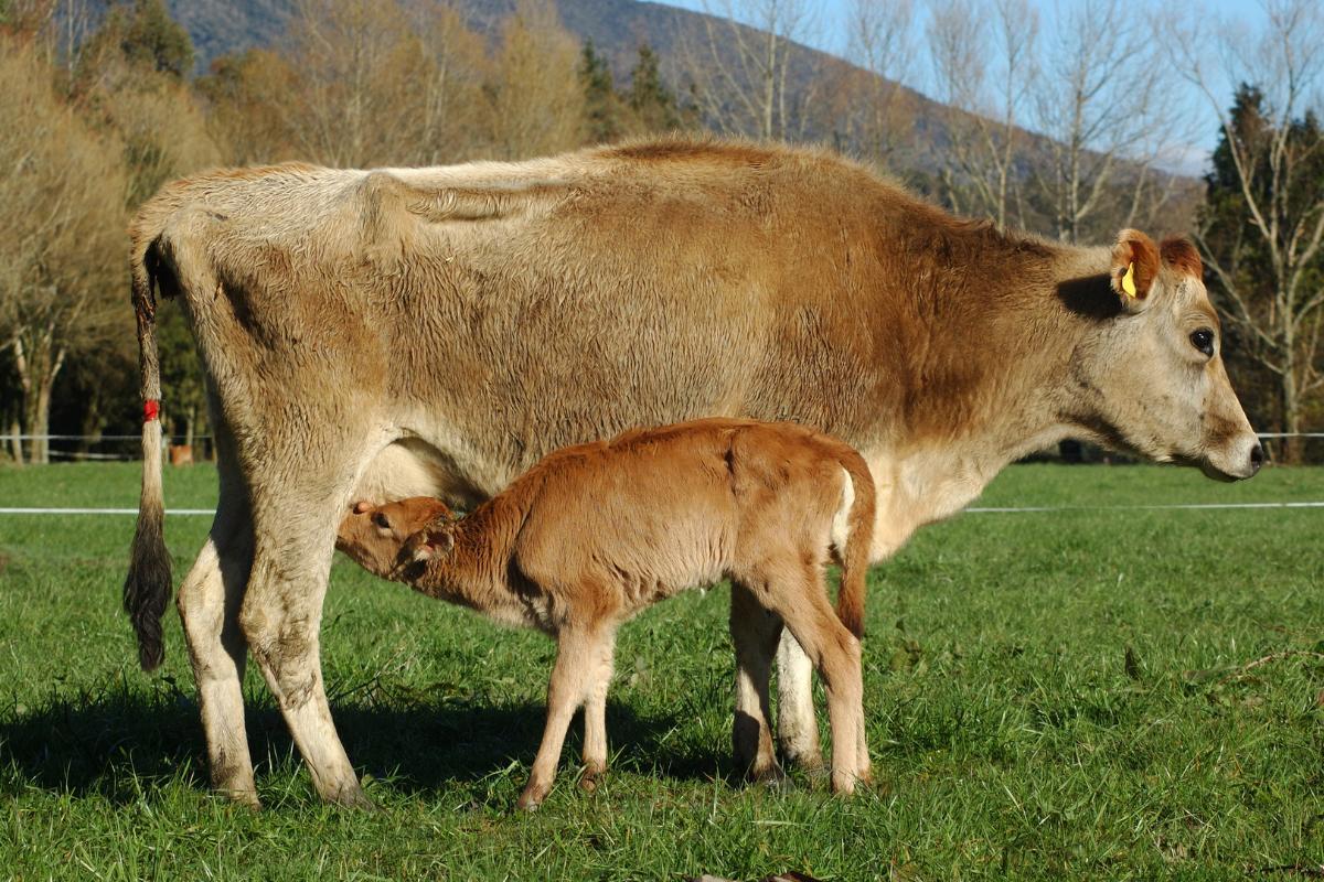 Colostrum bovin : utilisation, bienfaits et contre-indications - Guide ...