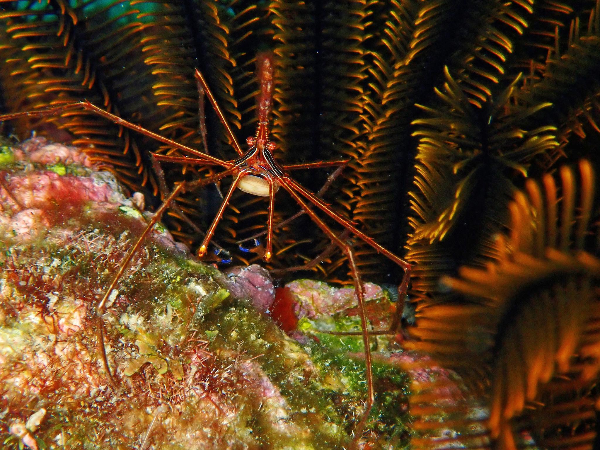 26 ESPÈCES de CRABES - NOMS et PHOTOS