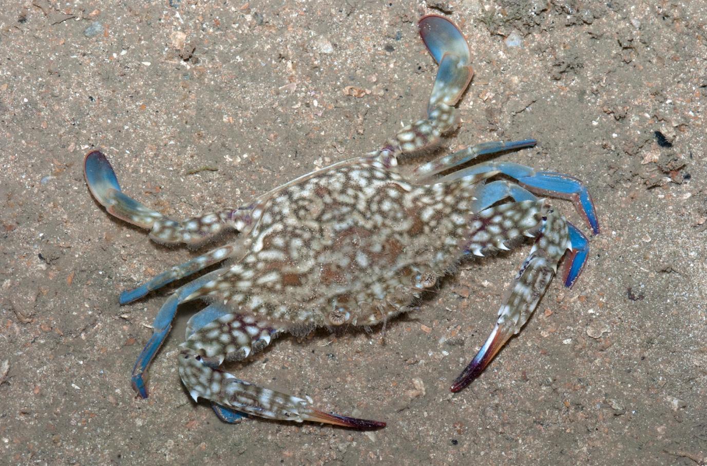 26 ESPÈCES de CRABES - NOMS et PHOTOS
