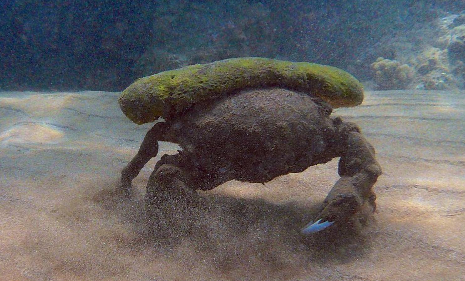 26 ESPÈCES de CRABES - NOMS et PHOTOS