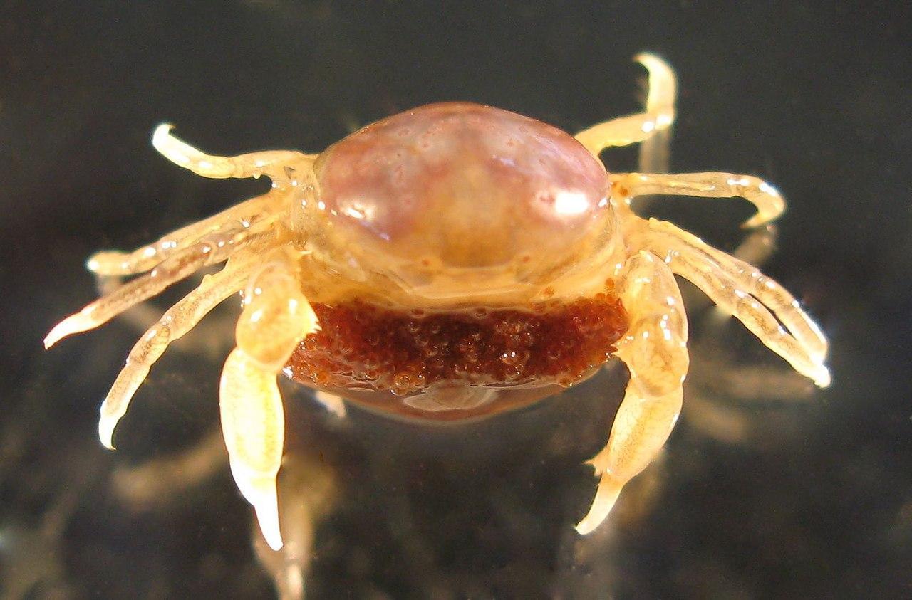26 ESPÈCES de CRABES - NOMS et PHOTOS