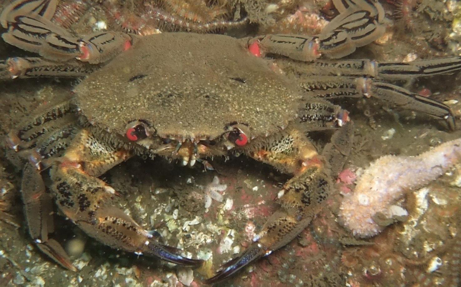 26 ESPÈCES de CRABES - NOMS et PHOTOS