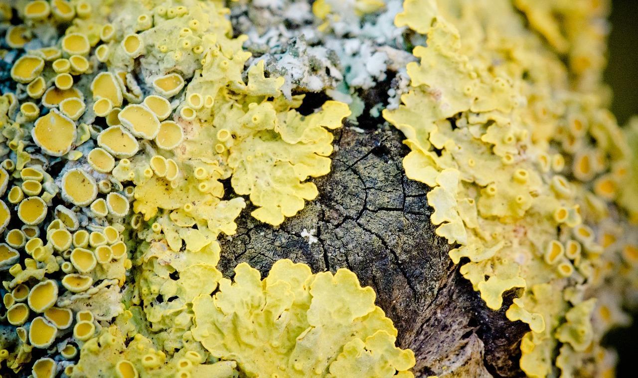 SUCCESSION ÉCOLOGIQUE - Définition, étapes et exemples
