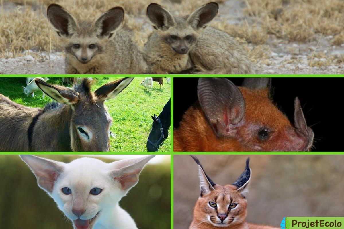 Animaux à GRANDES OREILLES - Noms, caractéristiques et photos