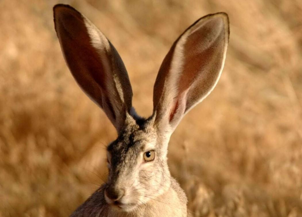 Animaux à GRANDES OREILLES - Noms, caractéristiques et photos