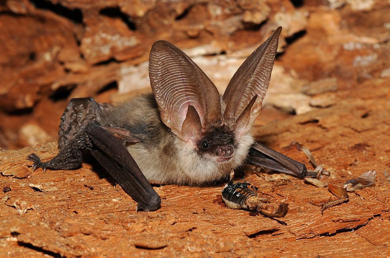 Animaux à GRANDES OREILLES - Noms, caractéristiques et photos