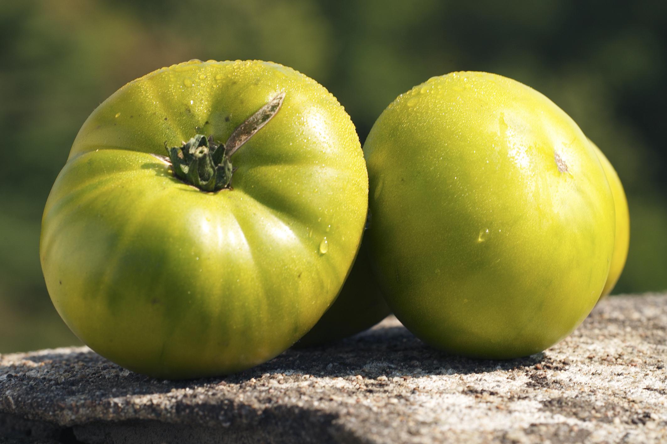 +30 VARIÉTÉS de TOMATES - Noms, caractéristiques et photos