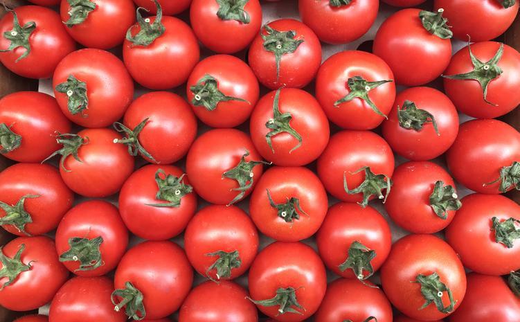 +30 VARIÉTÉS de TOMATES - Noms, caractéristiques et photos