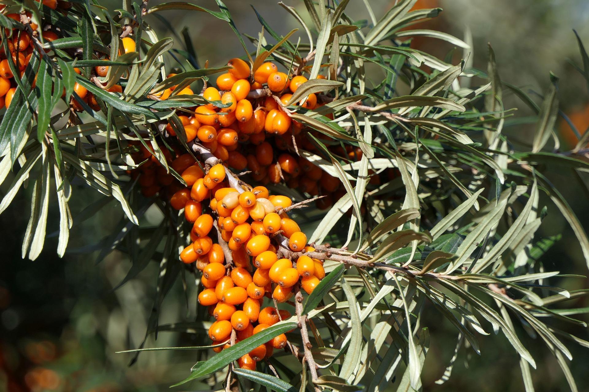 Argousier (Hippophae rhamnoides) : propriétés et contre-indications