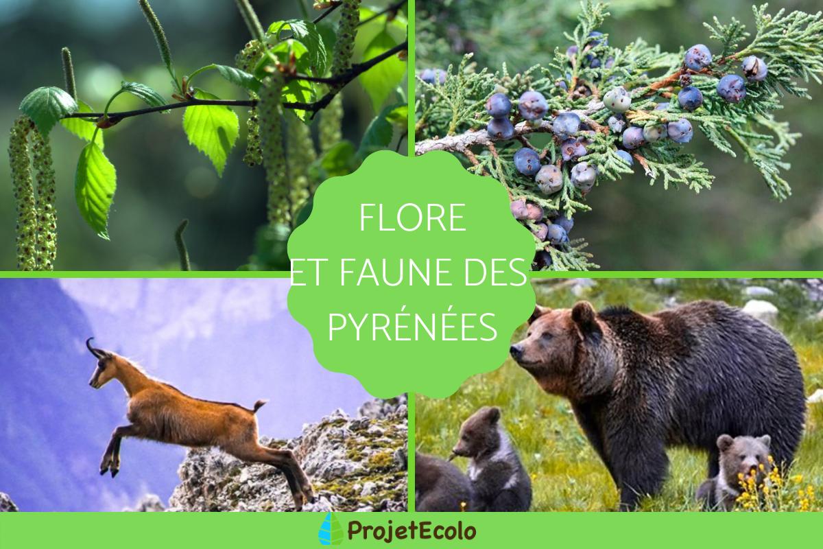FLORE et FAUNE des PYRÉNËES - Caractéristiques et espèces